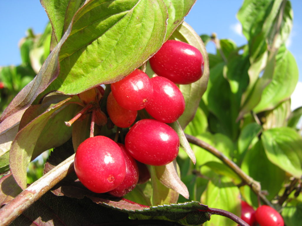 Cornus mas sorten - ploramed