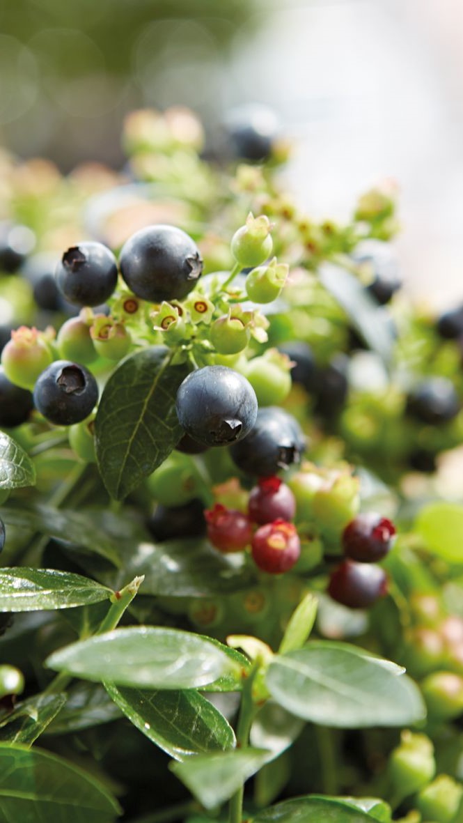 Vaccinium BerryBux - Baumschule Erhardt