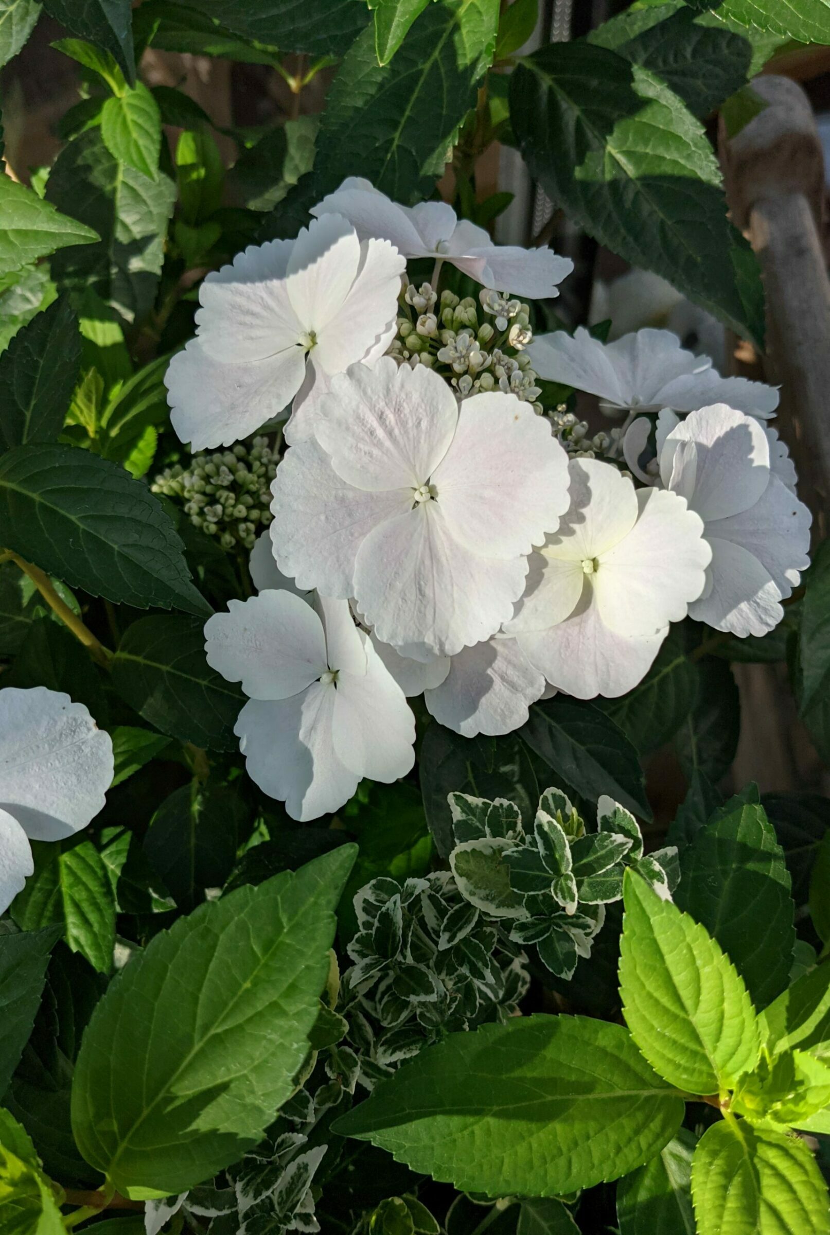 Hydrangea Runaway Bride - Baumschule Erhardt