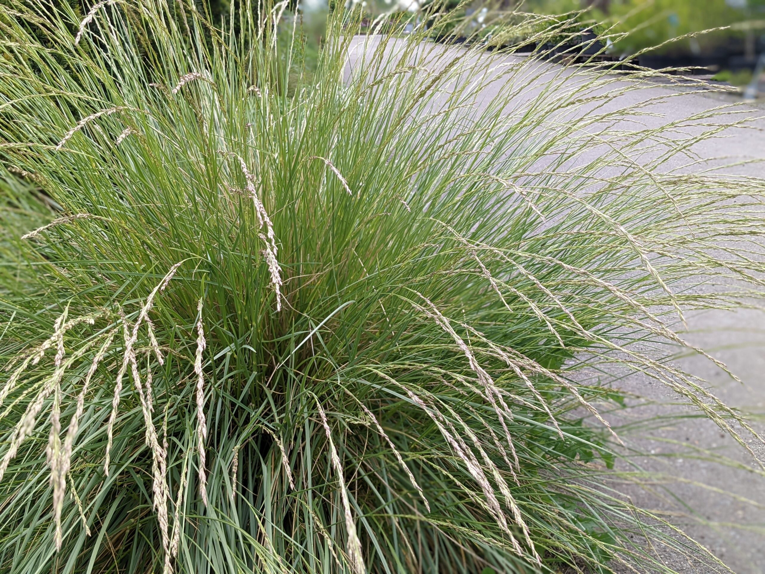 Wunderschöne Immergrüne Gräser 150 Cm Ebenbild